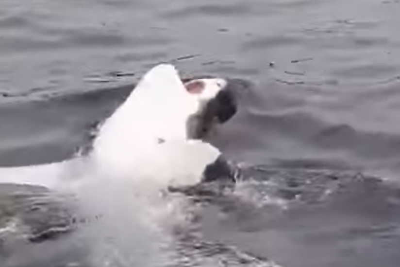 Great white shark swims belly-up in rare moment caught on video ...