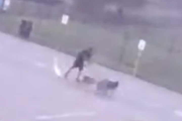 Can A Dog Get Hit By Lightning