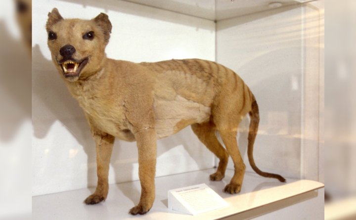 Officially ‘extinct’ Tasmanian tiger reportedly spotted in Australia ...