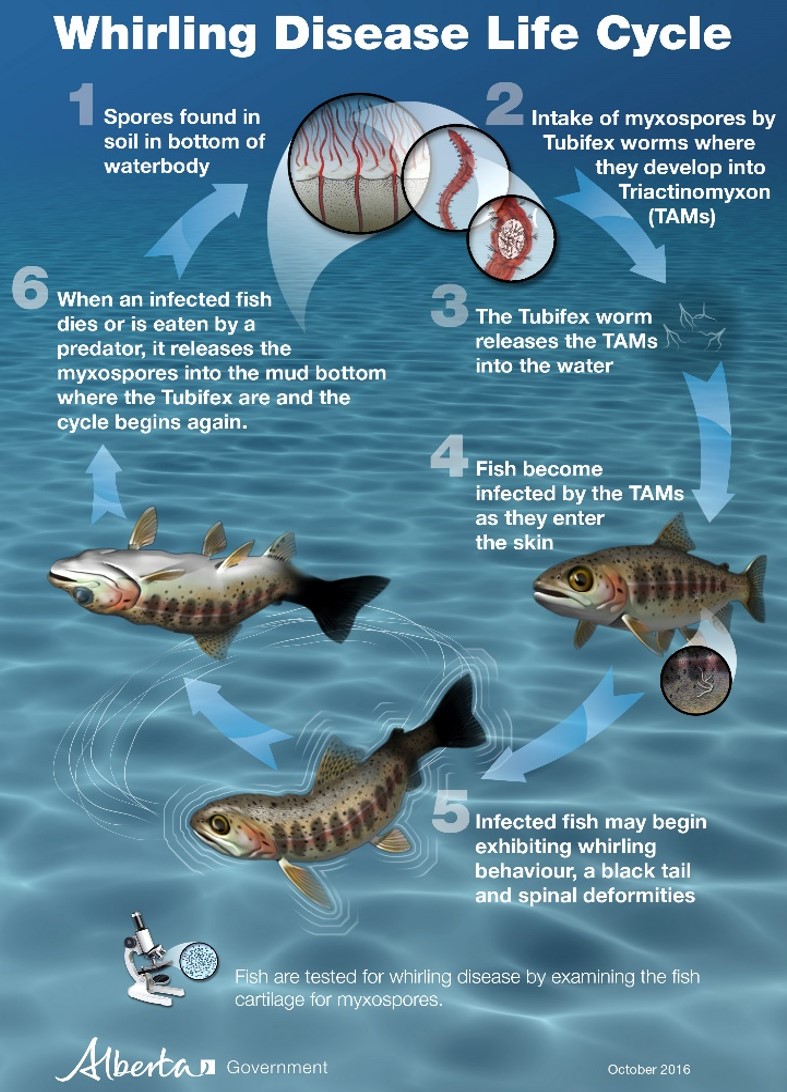Johnson Lake drained in effort to eliminate parasite | Globalnews.ca