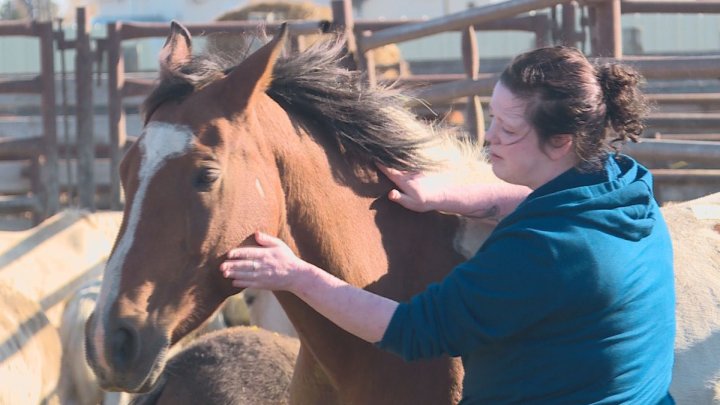 horse cruelty | News, Videos & Articles