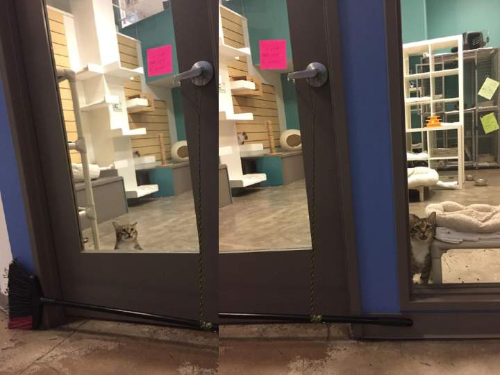 Cat banished to solitary confinement after breaking friends out of ...