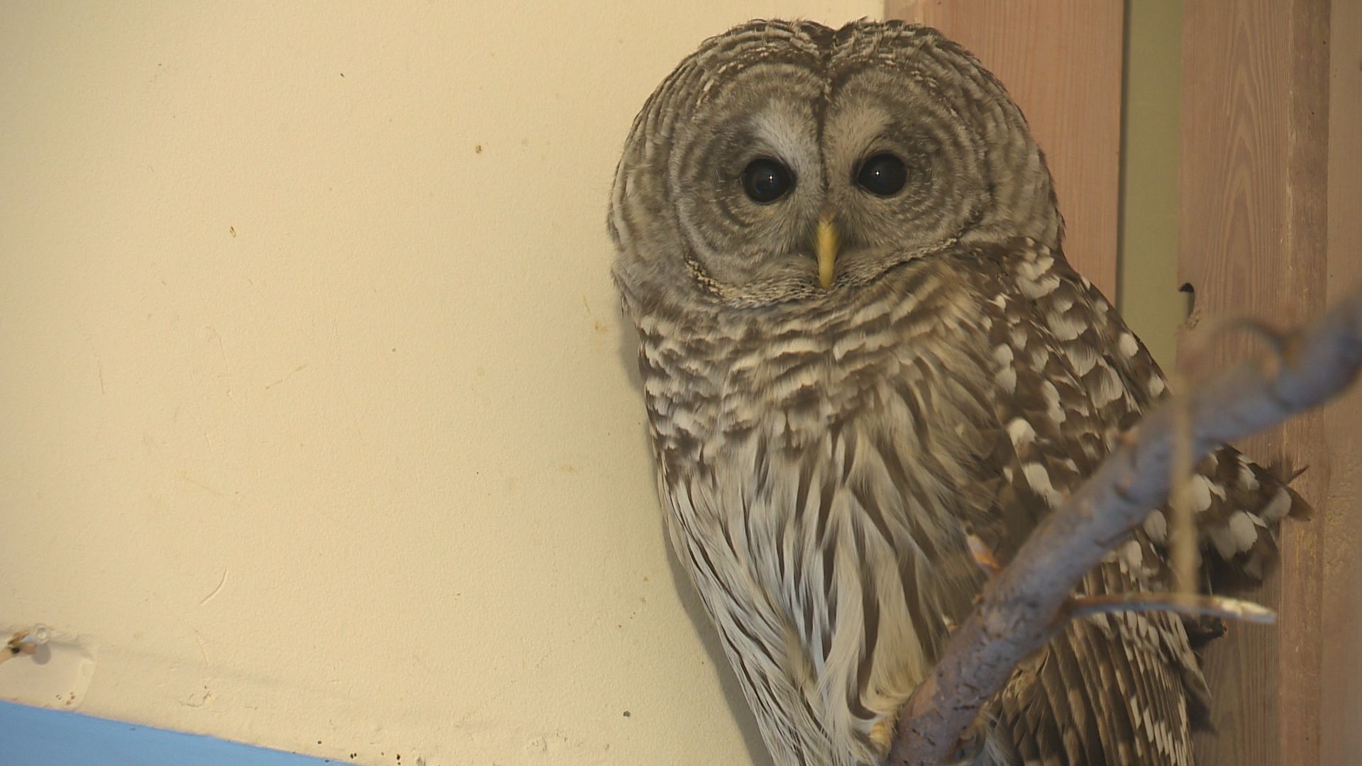 Mouse in your house? Alberta sanctuary asking for mice donations, will ...