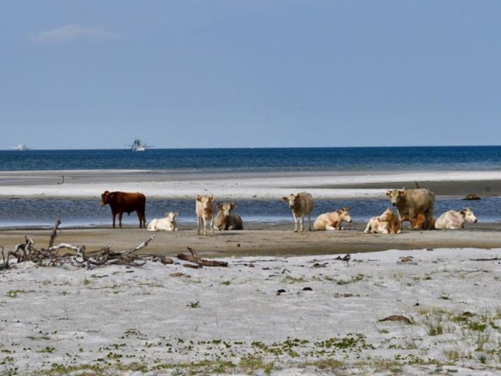 Cows swept away by hurricane Dorian found alive months later in North ...