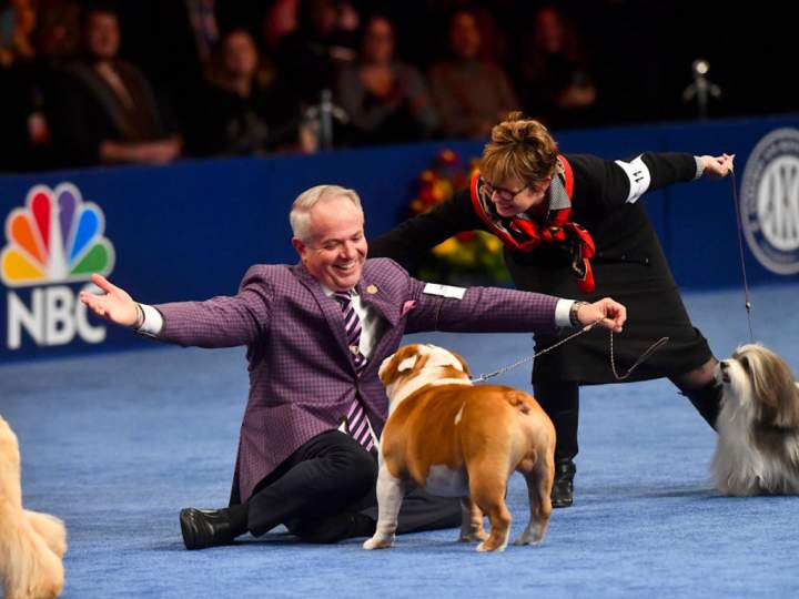 Thor the Bulldog just made National Dog Show’s ‘Best in Show’ history ...