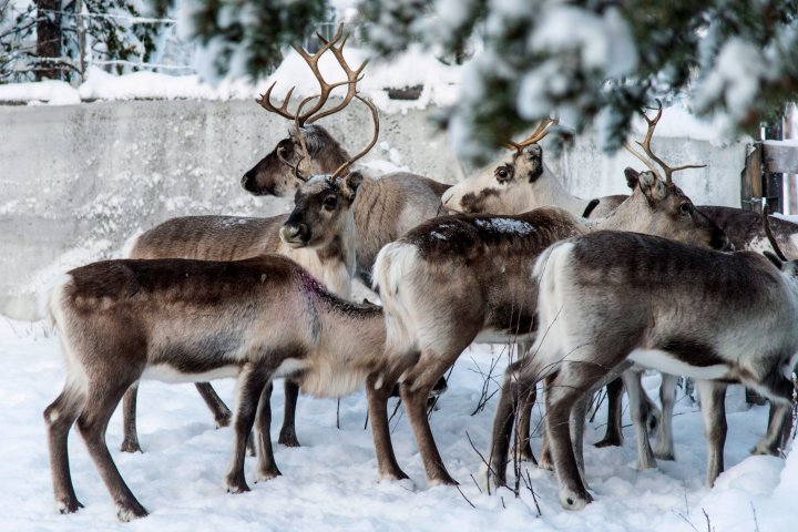 Reindeer starving as climate change affects Swedish arctic, covering it ...