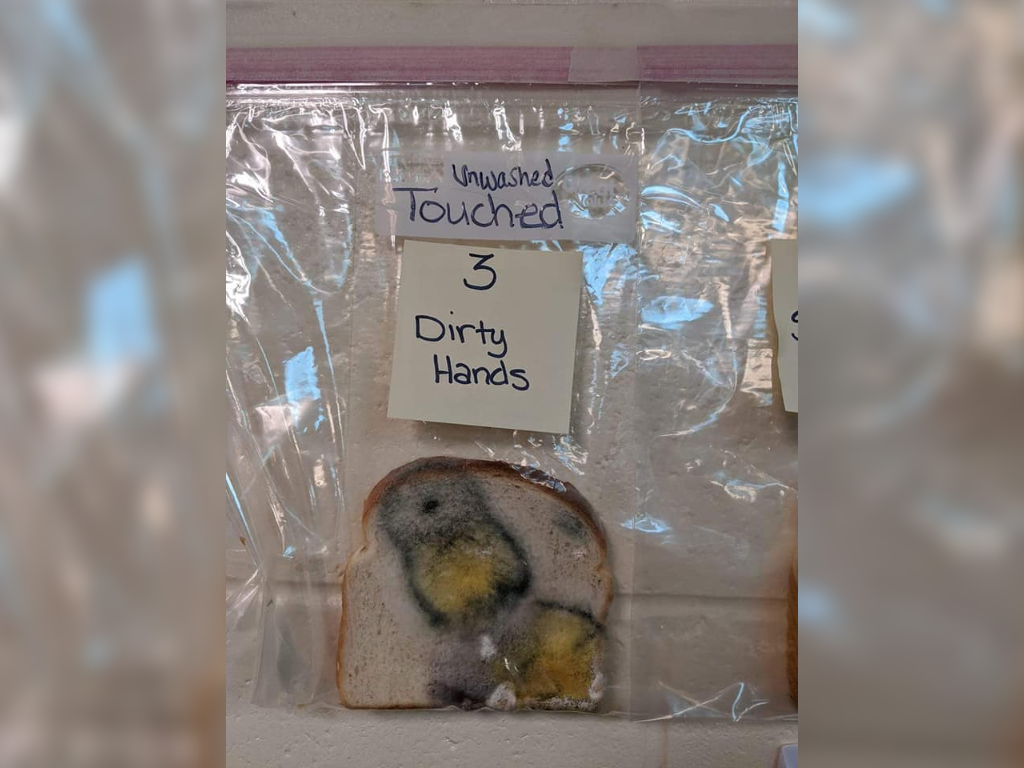 Dirty hands turn bread mouldy in ‘gross’ classroom handwashing ...