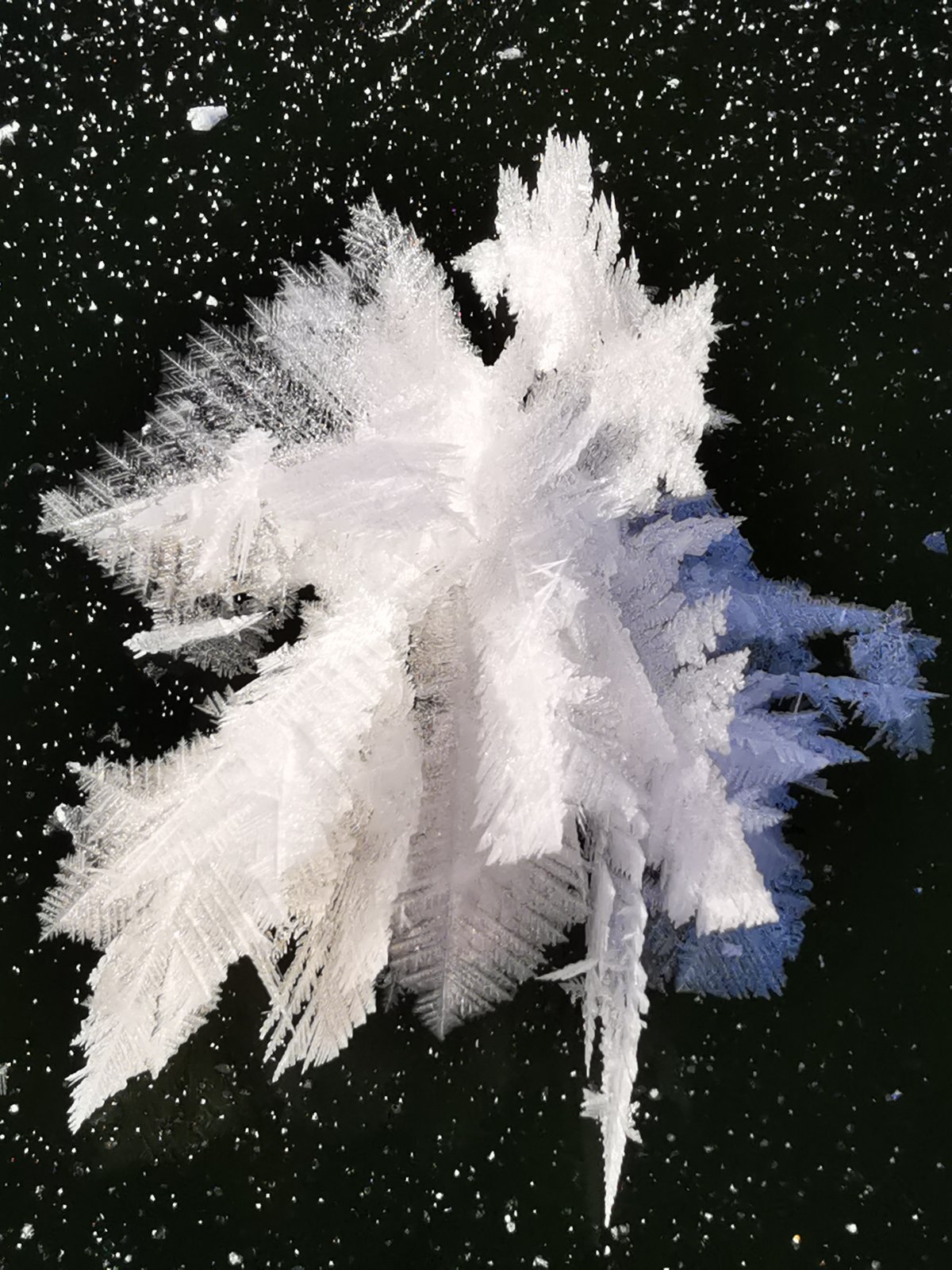 Rare frost flowers have been spotted across B.C. Here’s how they are ...