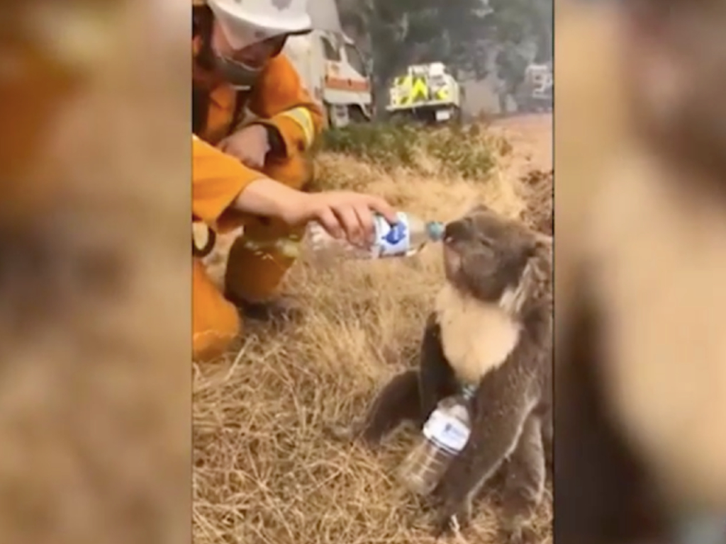 Video shows firefighter hand-feeding water to thirsty koala in ...