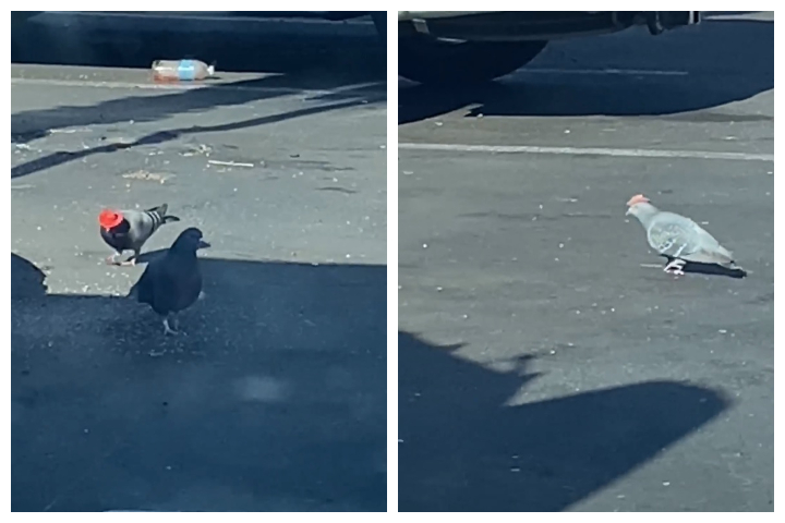 Pigeons spotted wearing ‘tiny cowboy hats’ in Las Vegas video ...