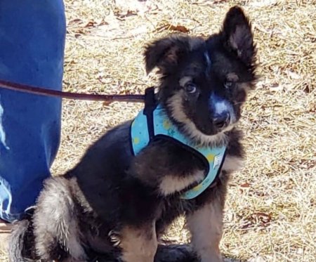 ‘Special needs’ Alberta rescue dog ‘Best Boy Brodie’ becomes ...