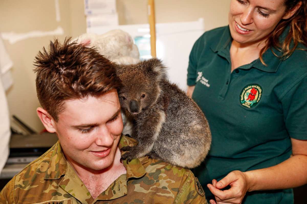 Australian army melts hearts across the globe as they tend to injured ...