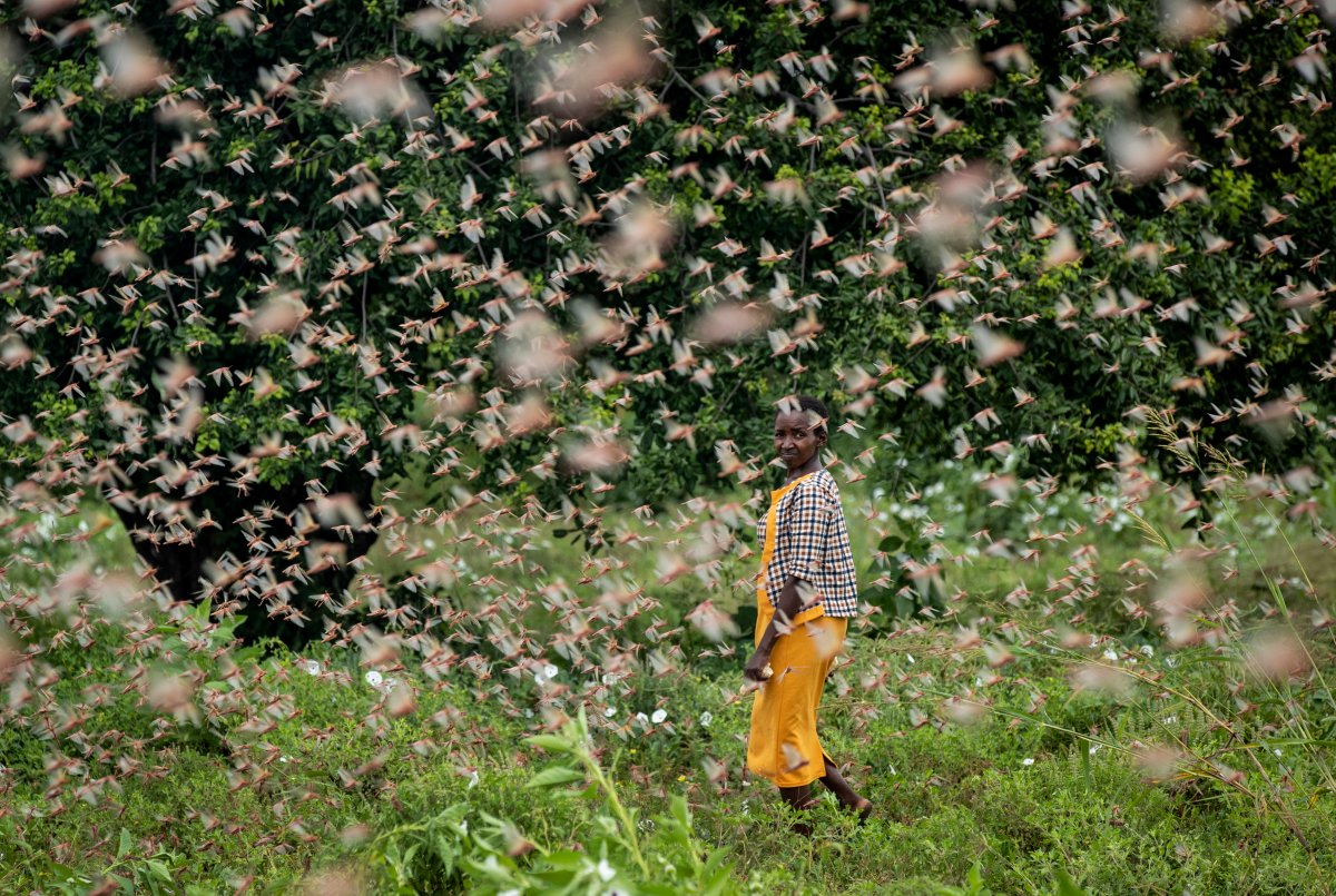 ‘They have eaten everything:’ Locust swarms in Africa are worst in ...