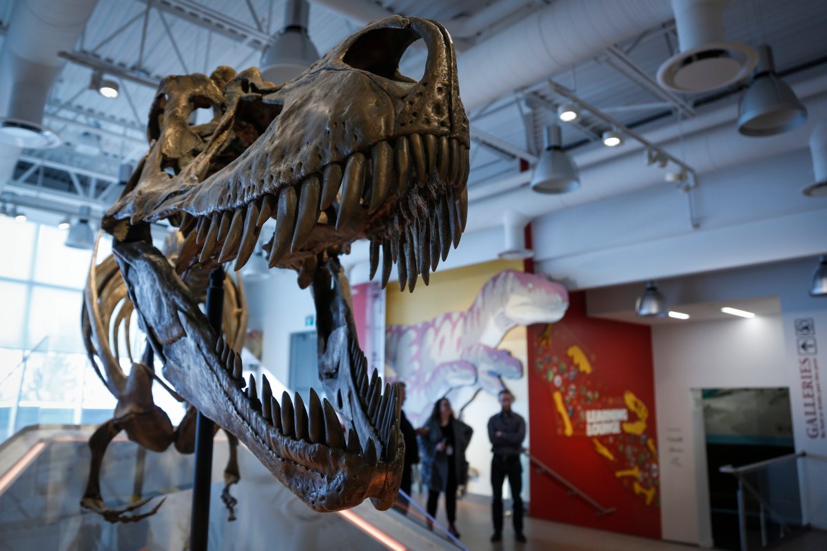 ‘Black Beauty’ and ‘Hellboy’ the dino stars of the Royal Tyrrell Museum ...