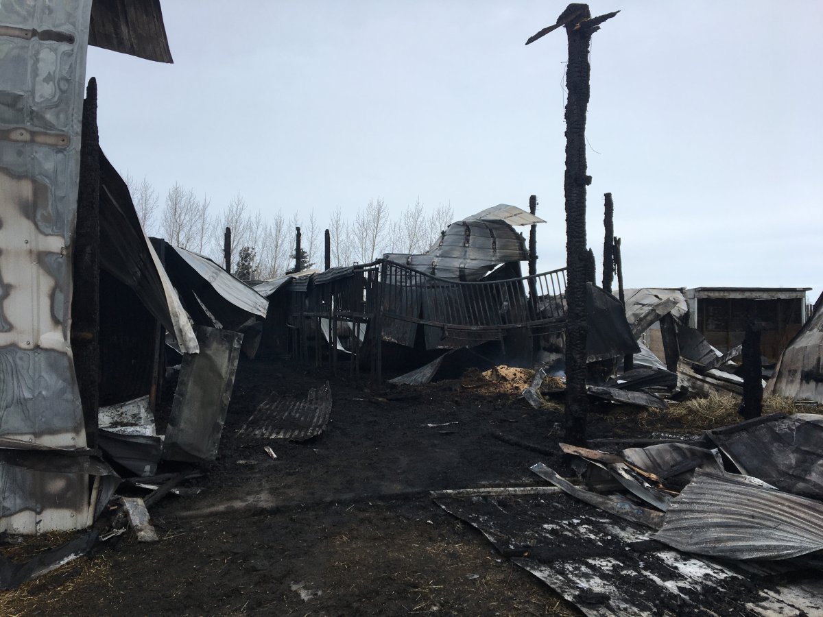 Owner vows to rebuild after Alberta equine therapy barn goes up in ...