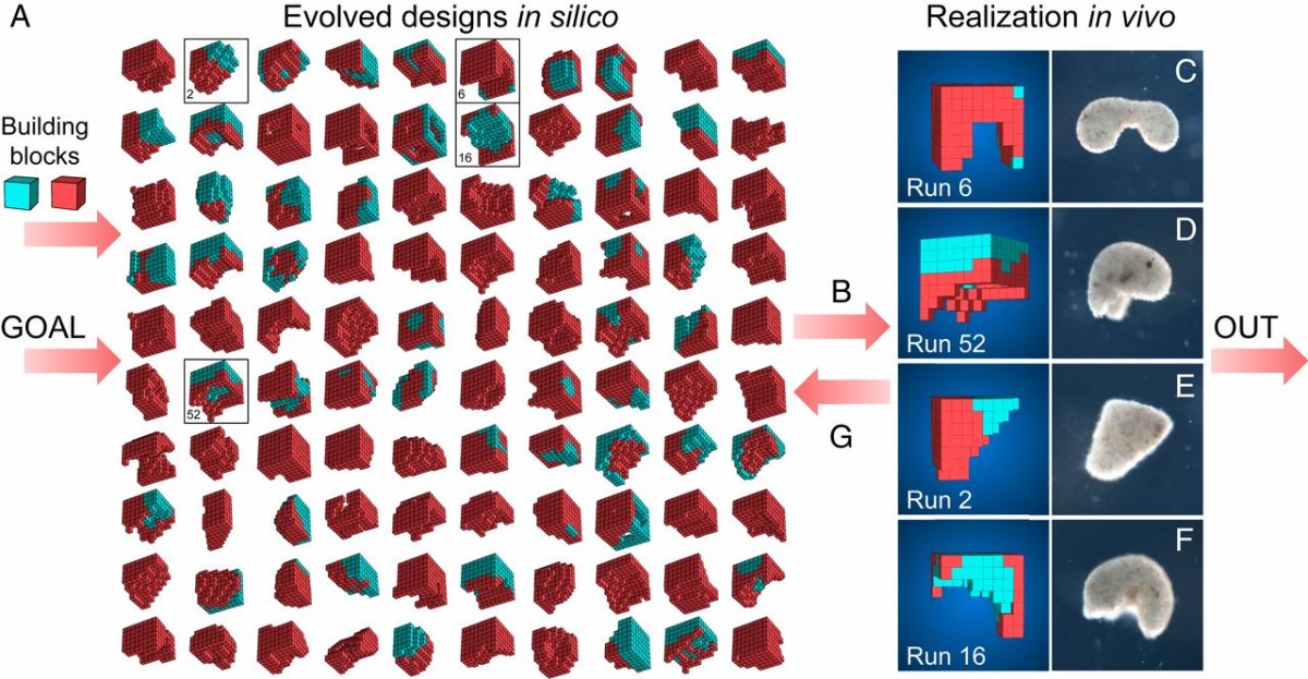 ‘First living robots’ assembled using frog stem cells and AI design - National | Globalnews.ca