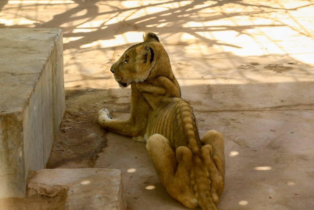 Shocking photos of starving lions in Sudan prompt worldwide campaign ...