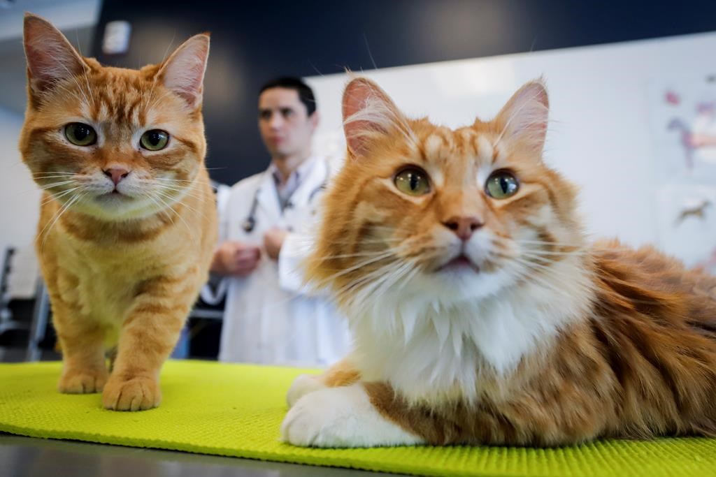 Cats’ faces can reveal hidden pain: University of Calgary study ...