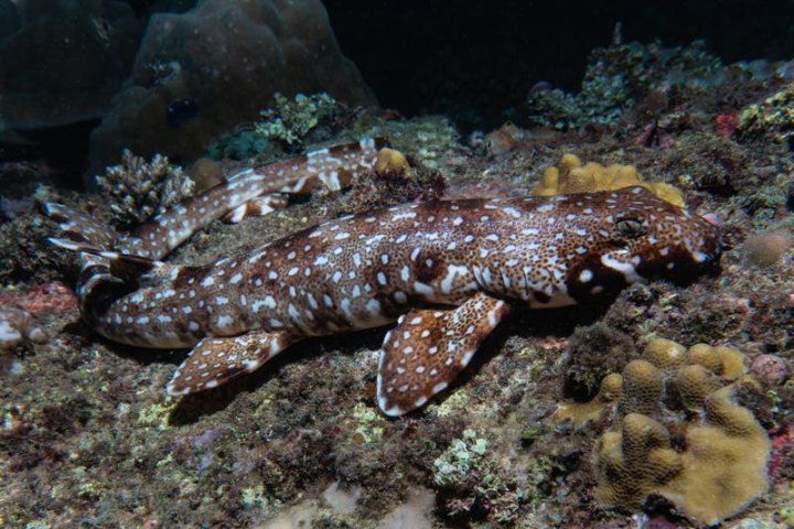 Evolution’s next step?: Four new walking sharks found in tropical ...