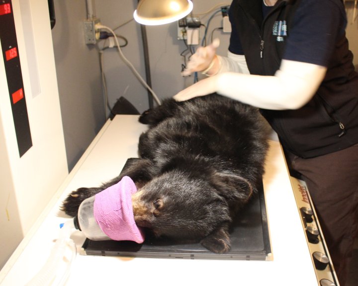 Alberta bear cub too skinny to hibernate being rehabilitated ...