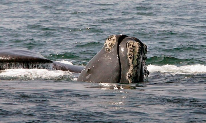 DFO closes fishing area after endangered right whales spotted in Gulf ...