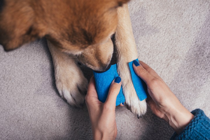 When pets are injured: First aid tips every pet owner should know ...