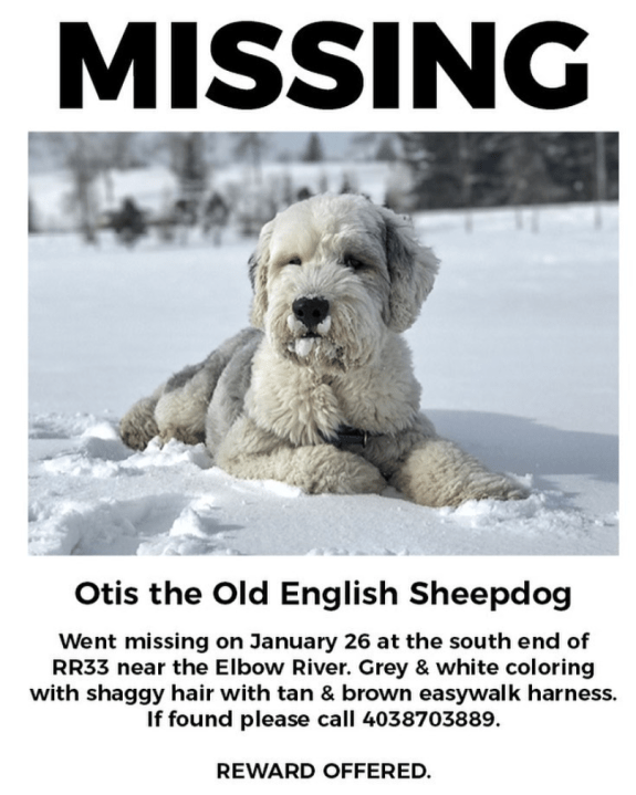 Tracking dogs and helicopters: epic search continues for Calgary ...