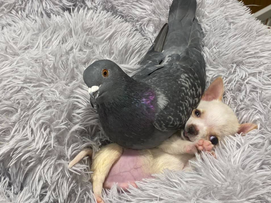 Puppy that can’t walk befriends pigeon that can’t fly — and it’s ...