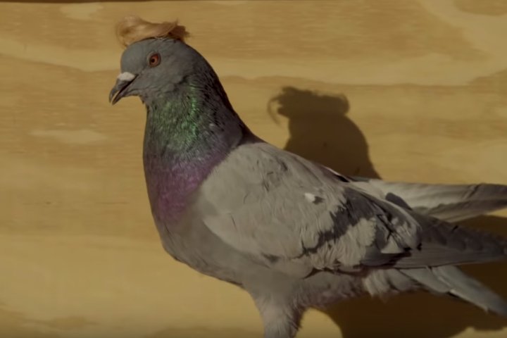 Pigeons in tiny MAGA hats take flight for pro-Trump stunt in Las Vegas ...