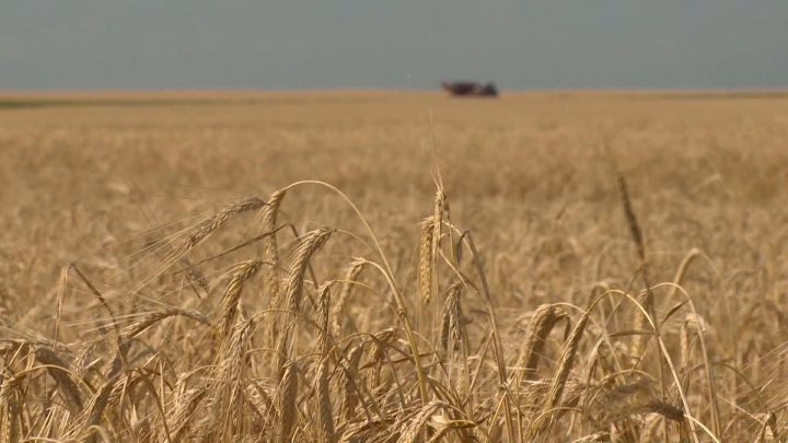 Saskatchewan Wheat Development Commission | News, Videos & Articles