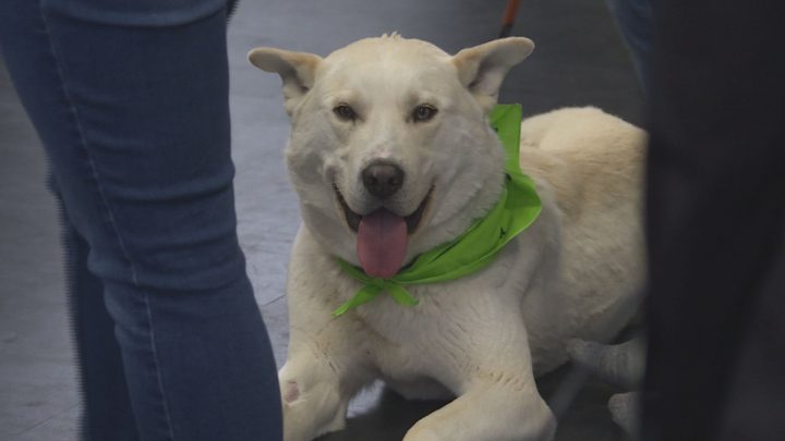 SCARS animal rescue hosts first major pet adoption drive of 2020 in ...