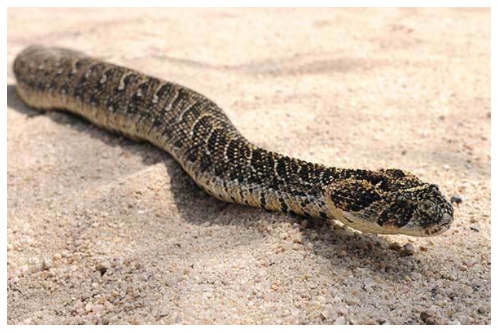 Cancel St. Patrick’s Day? Ireland reports ‘first’ venomous snakebite in ...