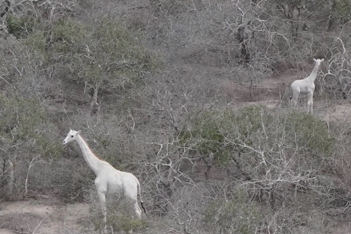 ‘A dark day’: Kenya’s rare white giraffes found slaughtered by poachers ...