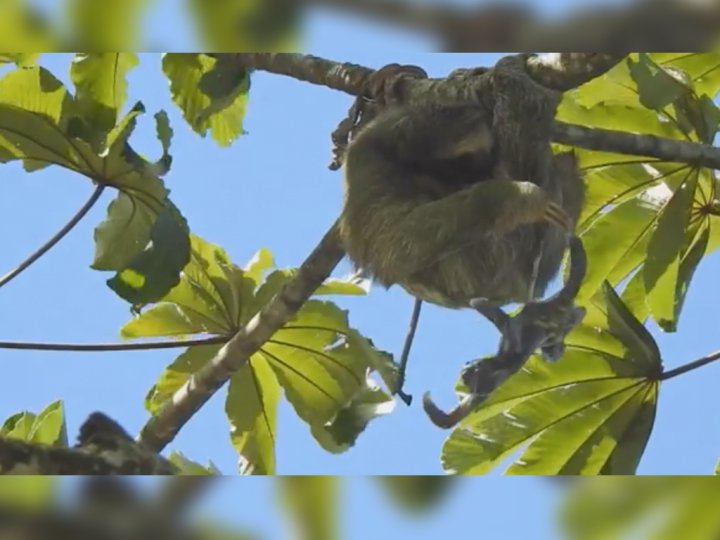 Sloth gives birth in a tree, baby ‘bungee jumps’ with umbilical cord ...