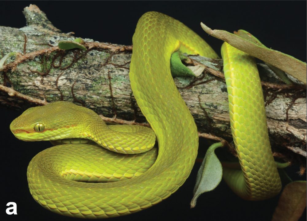 Newly discovered snake named after Salazar Slytherin in nod to ‘Harry ...