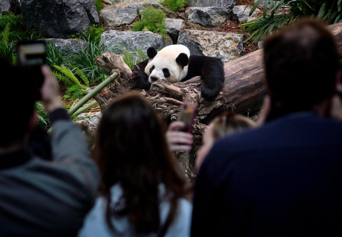 Coronavirus: Calgary Zoo to reopen on May 23 — but you won’t get to say ...