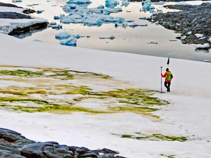 Climate change turns parts of Antarctica green: ‘Beginning of a new ...