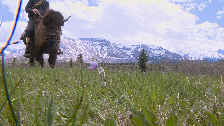 Southern Alberta cowboy trains orphan buffalo to ride | Globalnews.ca