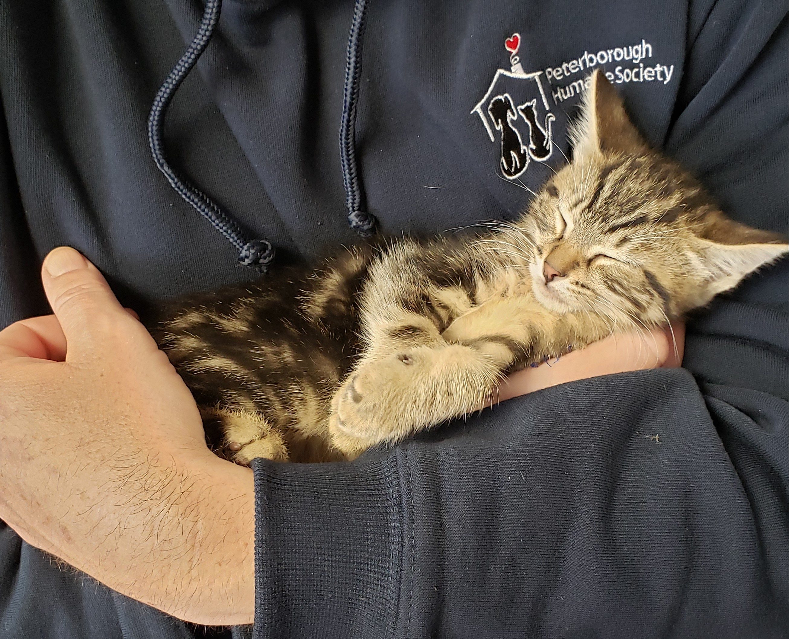 Fur the Love of Moms fundraiser to support orphan cats, kittens at ...