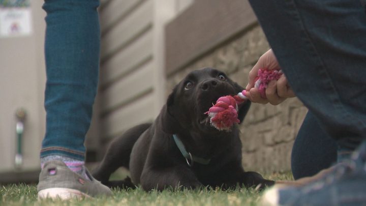 Canadians embrace pandemic puppies and other creature comfort during ...
