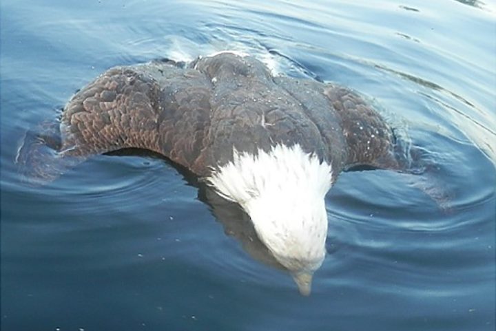 Dollar fight? Loon killed bald eagle with ‘shot through the heart ...