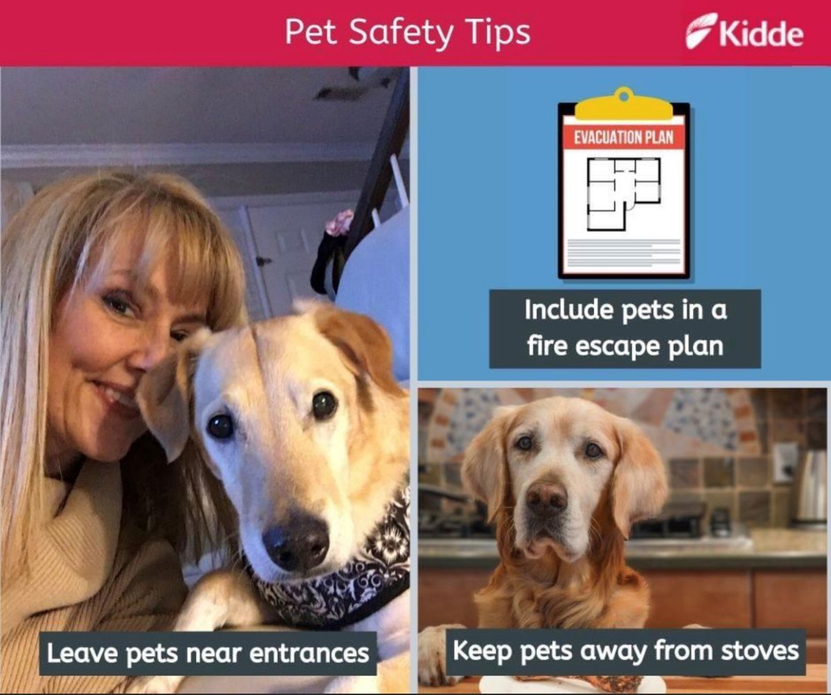 Fostering a pet while social distancing? Here’s how to make their new ...