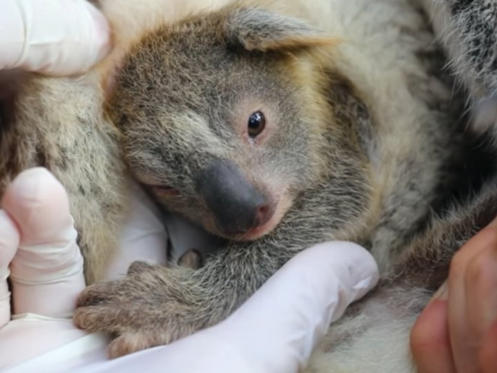 Australian zoo welcomes ‘Ash,’ first koala joey born after wildfires ...