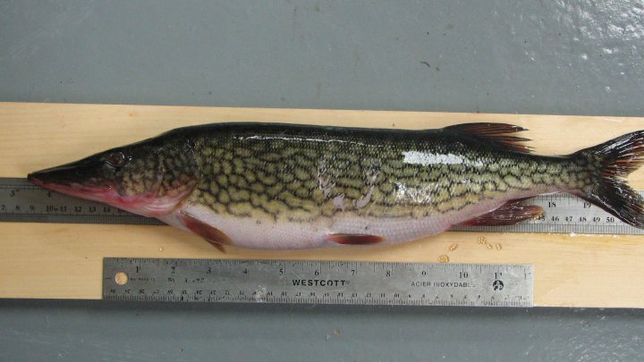 New invasive Pickerel caught off Wolfe Island in Kingston - Kingston ...