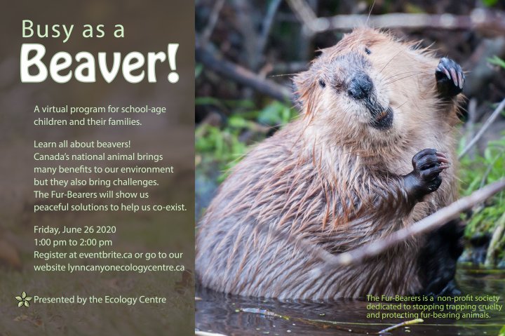 Busy as a Beaver - GlobalNews Events
