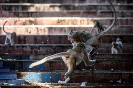 Thailand’s ‘Monkey City’ overrun by gangs of hungry, horny macaques ...