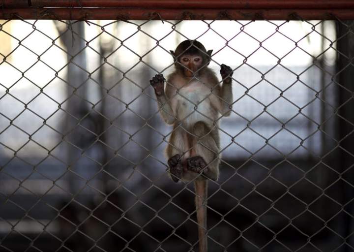 Thailand’s ‘Monkey City’ overrun by gangs of hungry, horny macaques ...