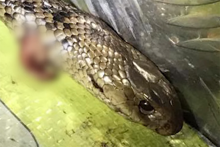 Man caught speeding was actually fighting deadly snake with a knife in ...