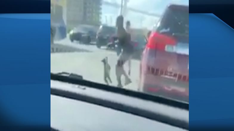 Police investigating video showing dog mistreatment in Dartmouth ...