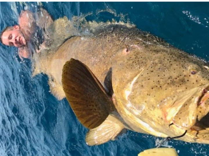 Video shows gigantic fish pulling Florida fishermen off boat and into ...